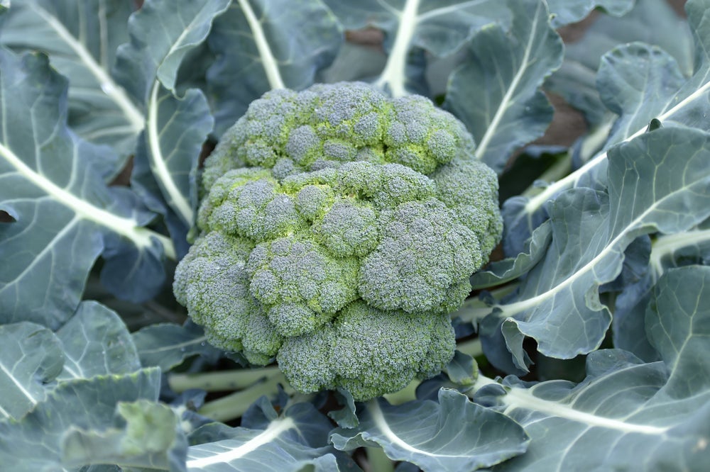 Aversion to Broccoli May Have Genetic Roots | Scientific American