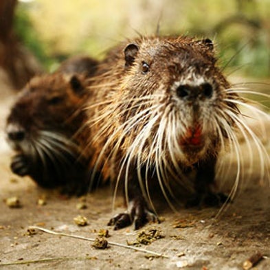 Swamp Rats on the Move as Winters Warm - Scientific American
