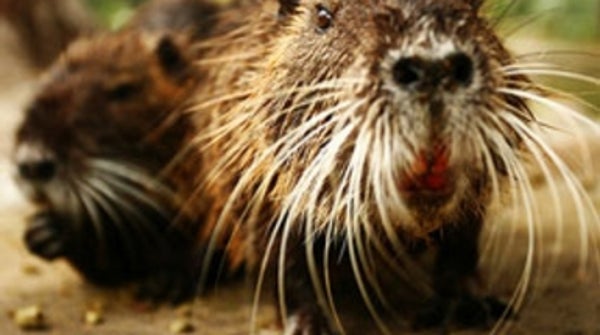 Swamp Rats on the Move as Winters Warm - Scientific American
