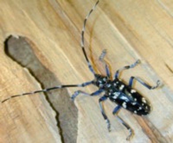 The Beetle Battle - Scientific American