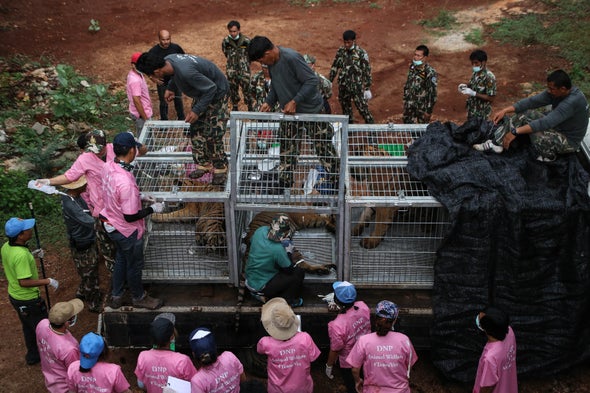 Dead Tiger Cubs Found in Thai Temple Amid Trafficking Fears ...