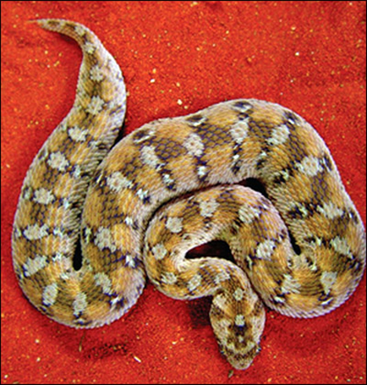 Rodent Virus Stole Snake DNA | Scientific American