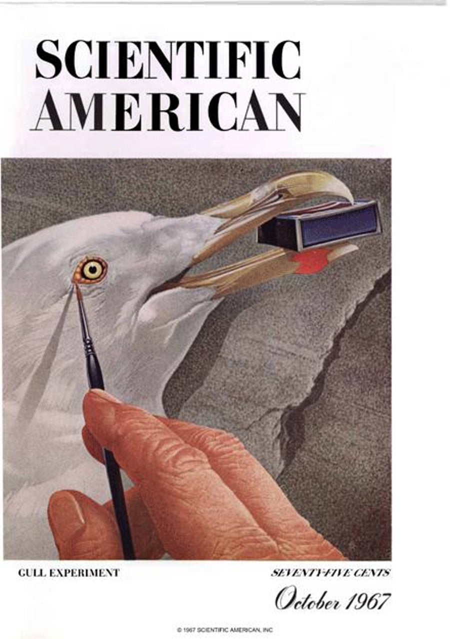 Visual Isolation in Gulls | Scientific American
