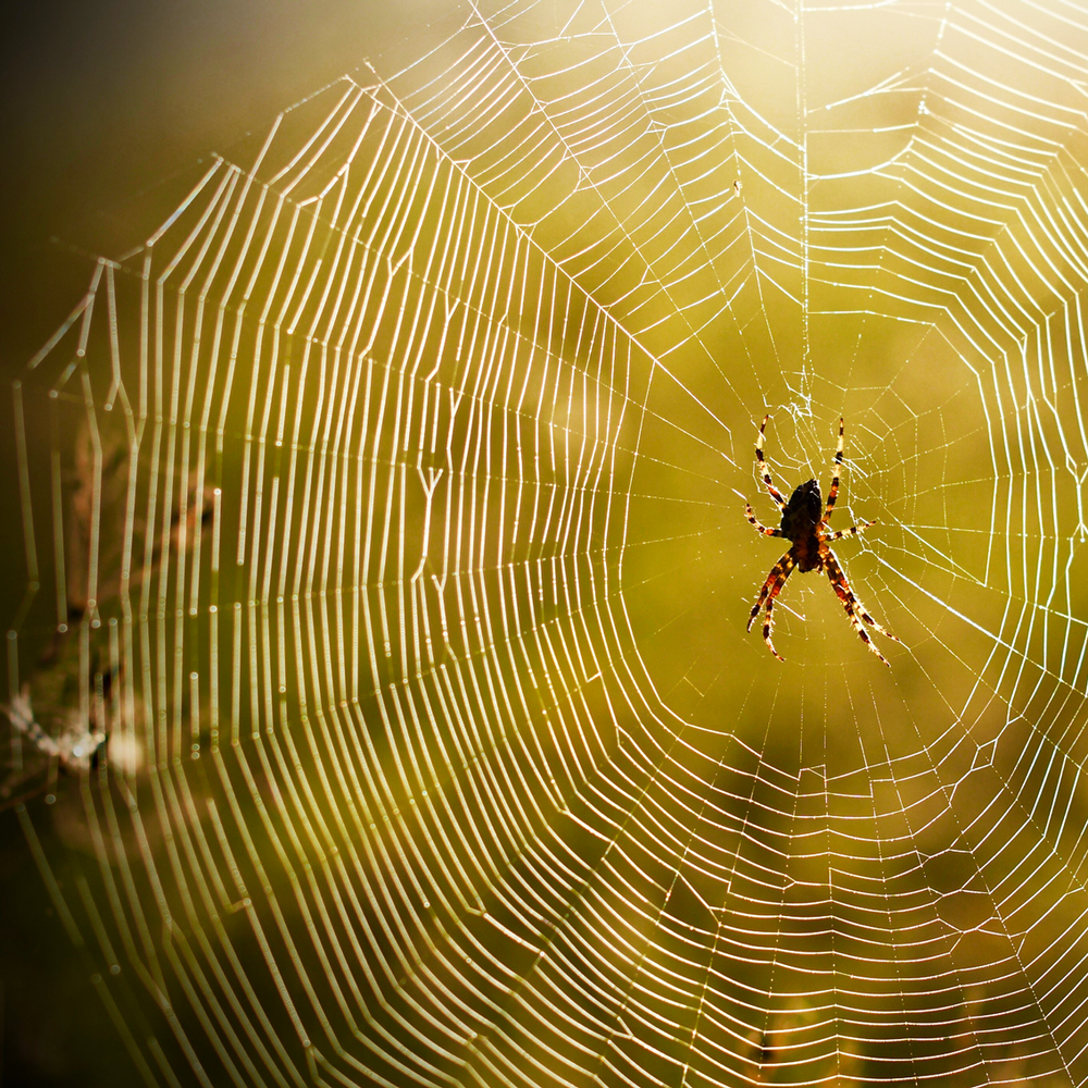 Sticky Science the Evolution of Spider Webs Scientific American