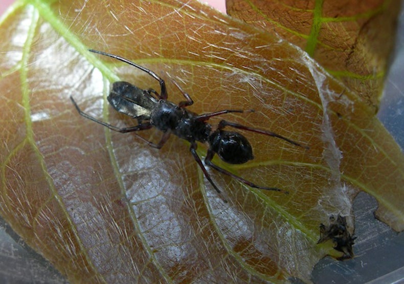 These Amazing Spiders Look Remarkably Like Ants [Slide Show ...