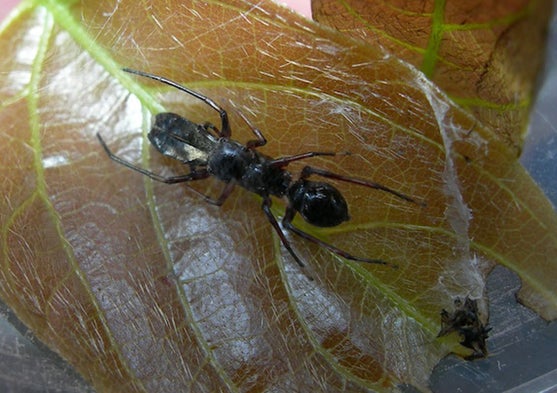 These Amazing Spiders Look Remarkably Like Ants [Slide Show ...