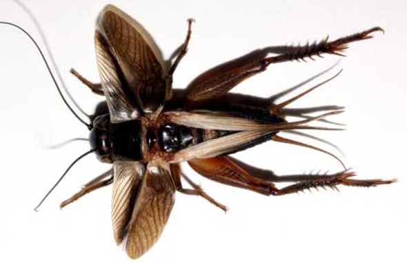 Evolution Sparks Silence of the Crickets - Scientific American