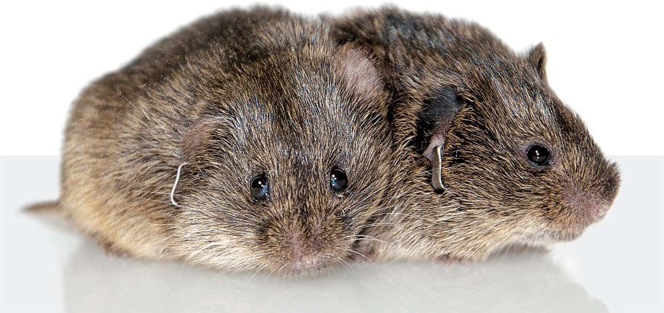 Monogamous Prairie Voles Reveal the Neurobiology of Love | Scientific ...