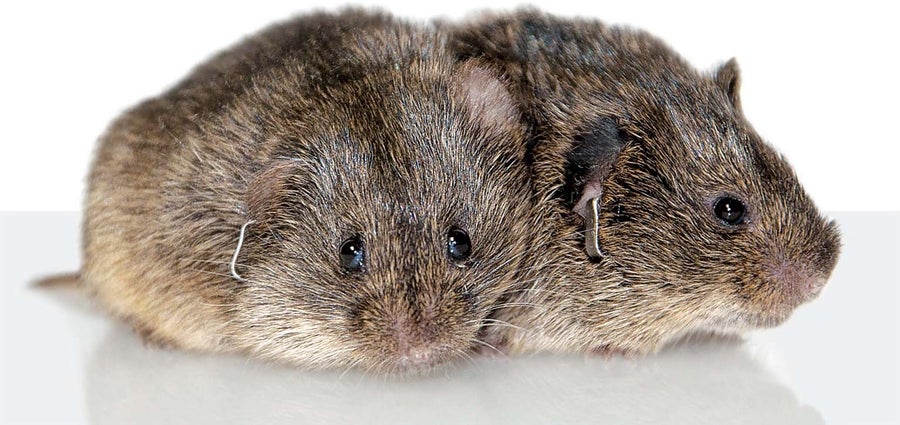 Monogamous Prairie Voles Reveal the Neurobiology of Love | Scientific ...