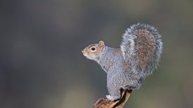 Biology - Scientific American