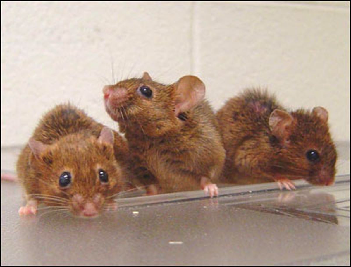 Long-Lived Mice | Scientific American