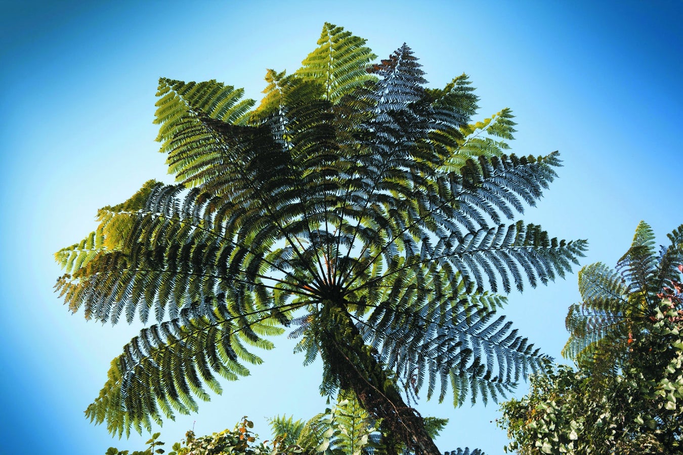 Strange Tree Fern Has a Surprisingly Enormous Genome | Scientific American