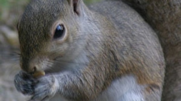Cuddly Squirrel or Gray Menace?: When Invasive Species Pose an ...