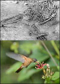 Fossils Reveal Hummingbirds Once Flew Farther Afield - Scientific American