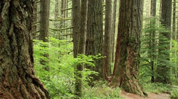 Regrowing Forests Could Provide Climate Change Help - Scientific American