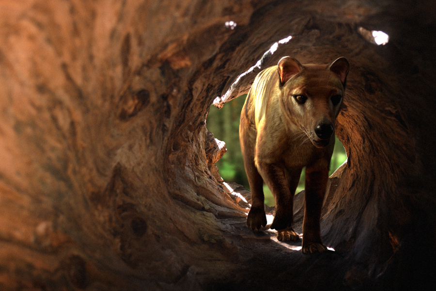 De-extinction Company Aims to Resurrect the Tasmanian Tiger ...