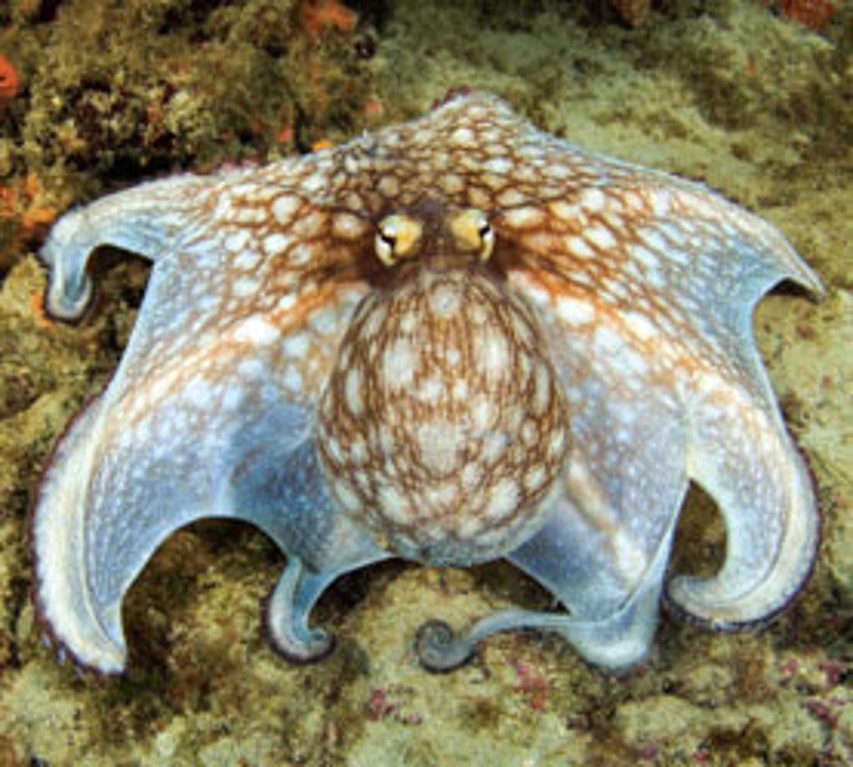 How Octopuses Hide in Plain Sight to Trick Predators | Scientific American