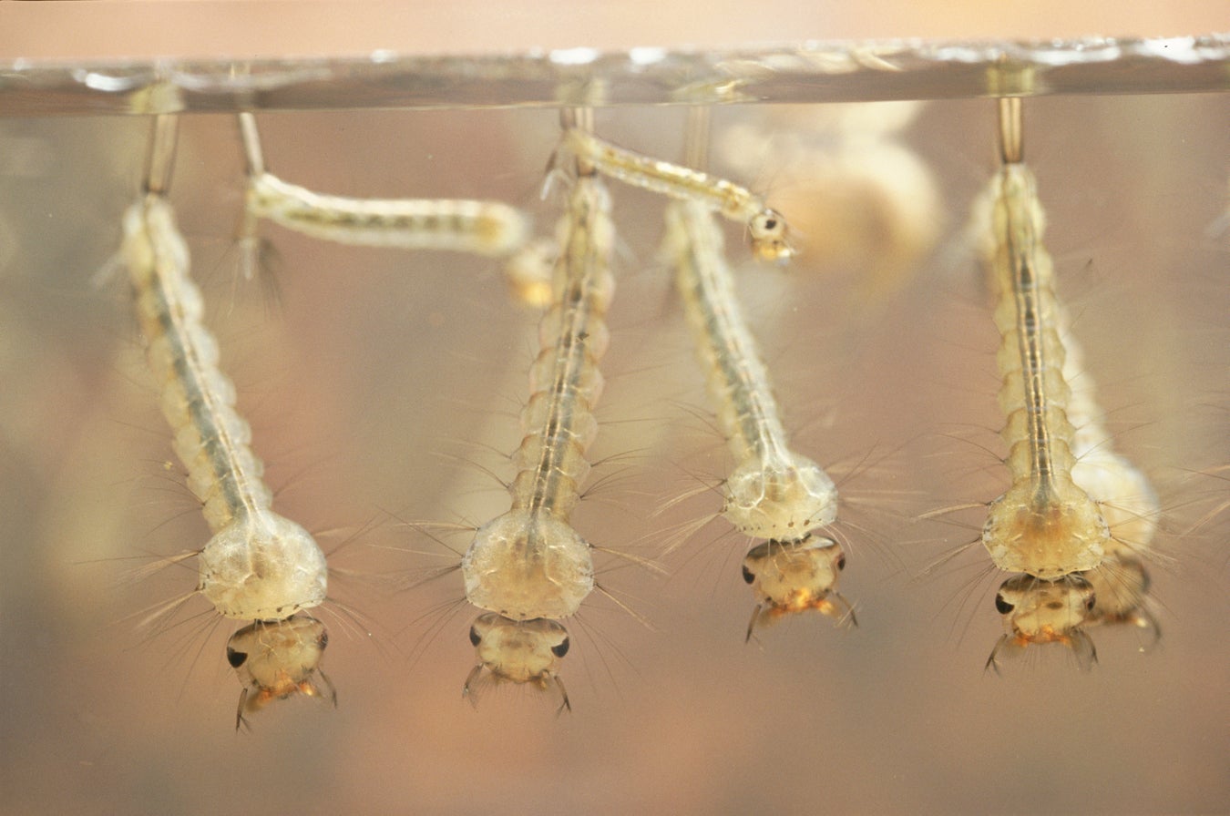 Mosquitoes Could Carry Plastic Particles into the Food Chain ...