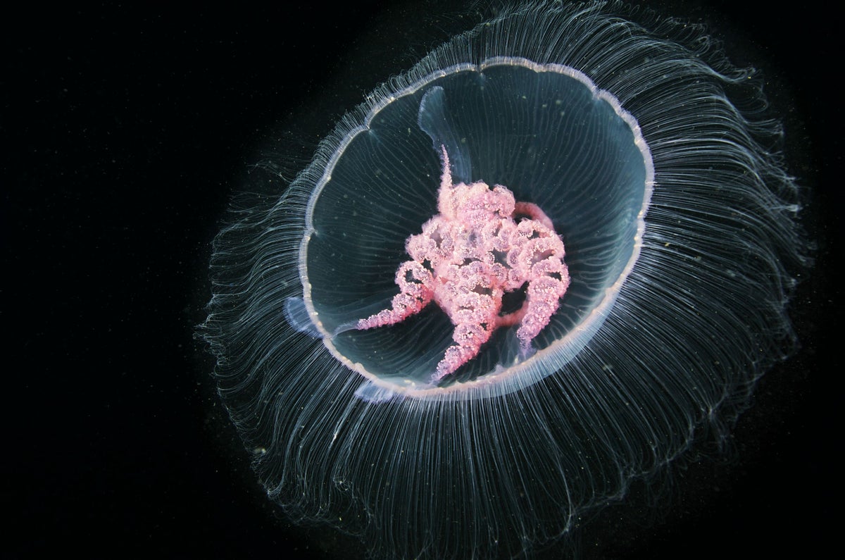 How Jellyfish Became the Ocean's Most Efficient Swimmers | Scientific ...