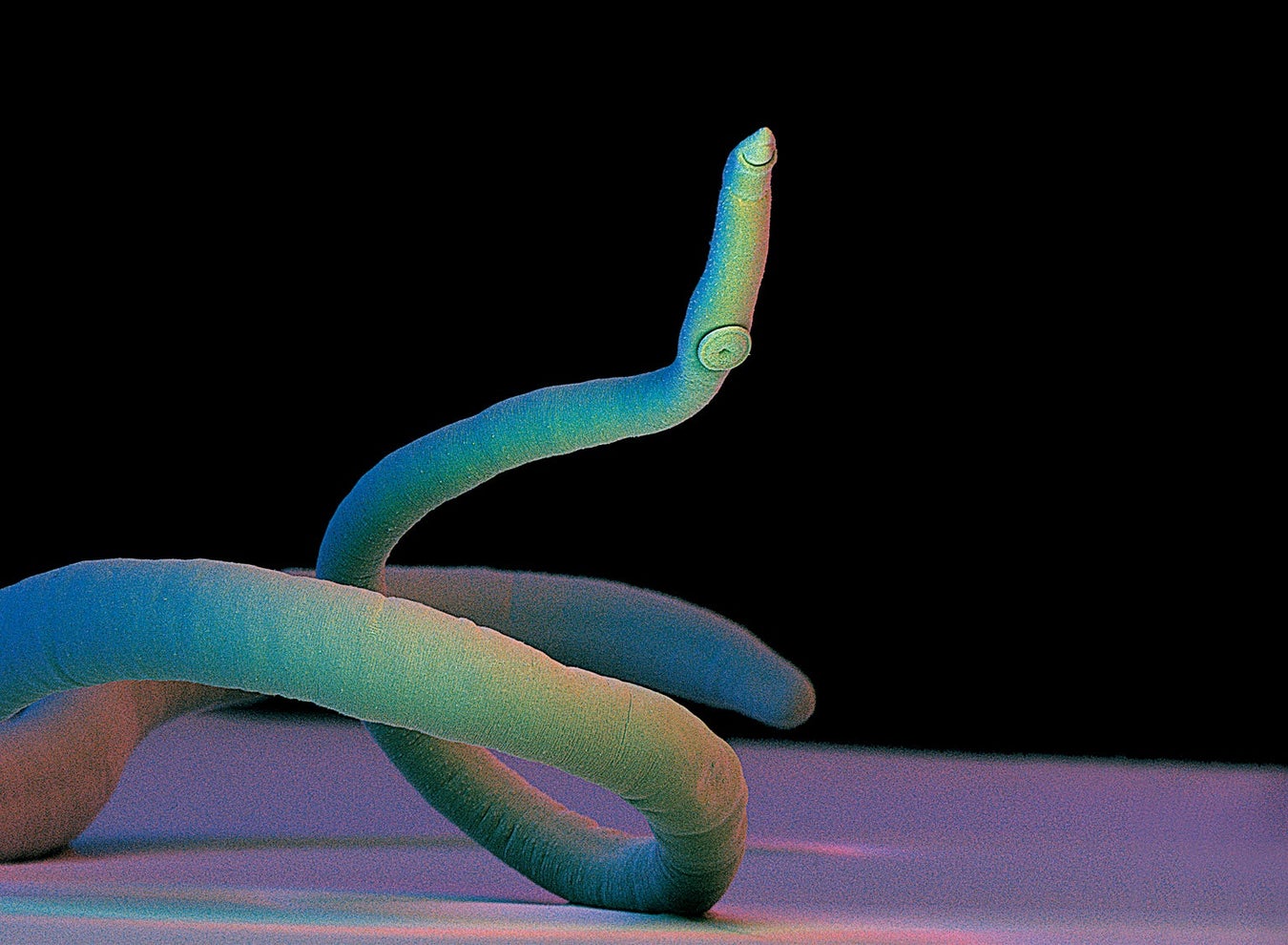 The Scientists Fighting for Parasite Conservation | Scientific American