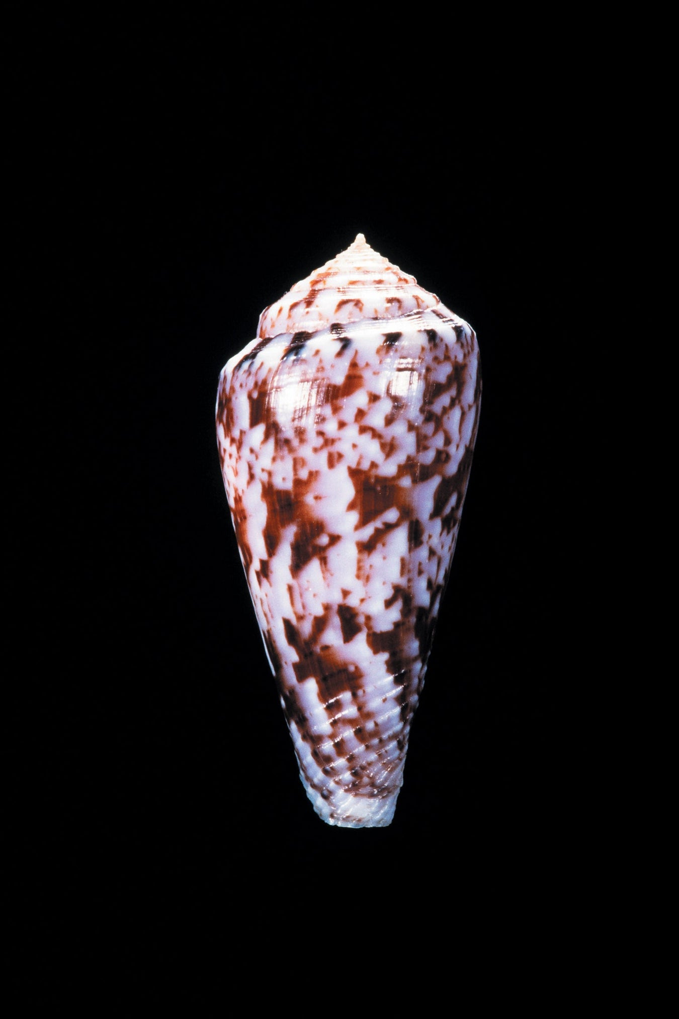 Venomous Snail Unlocks New Diabetes Drugs | Scientific American