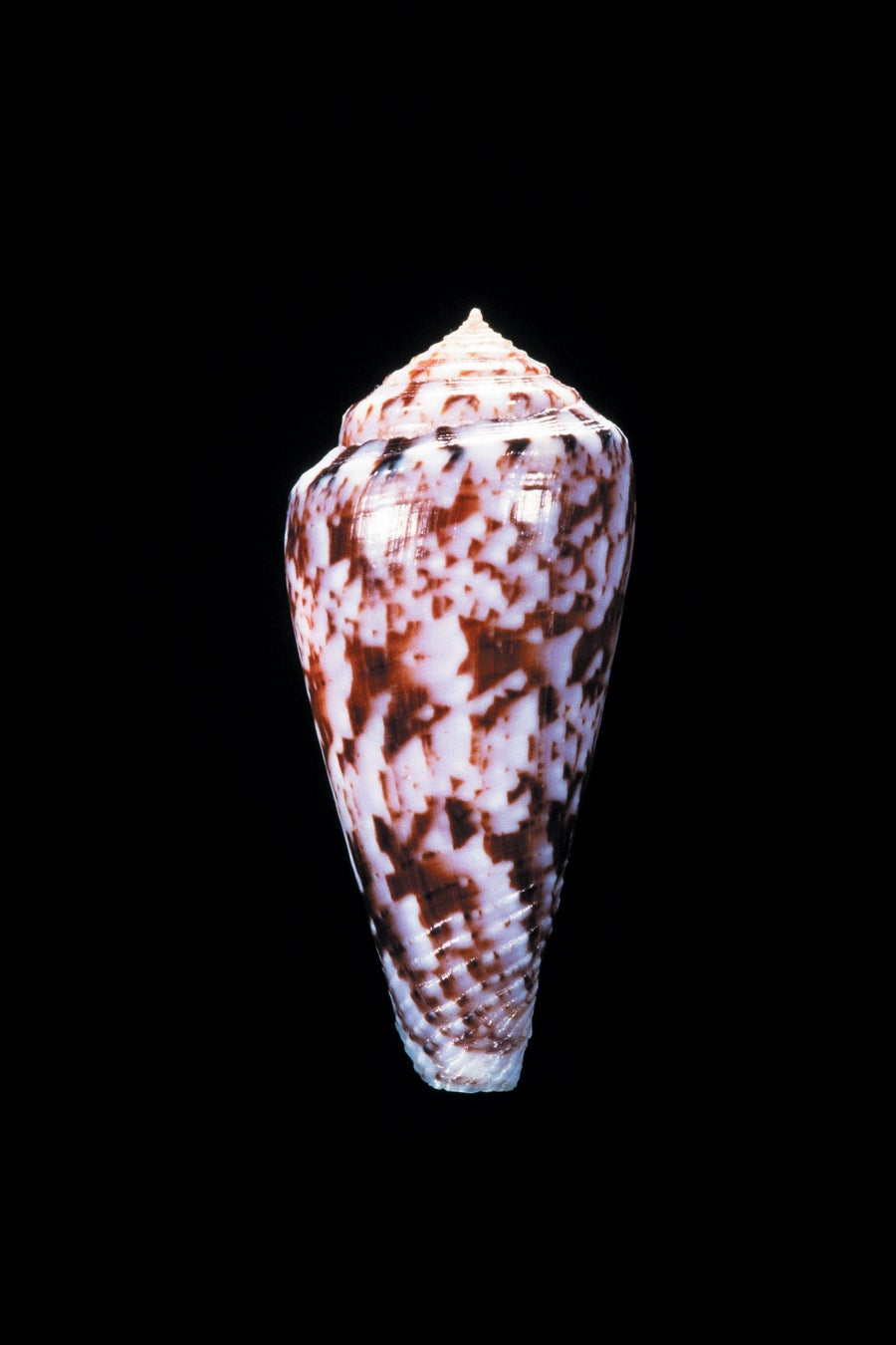 Venomous Snail Unlocks New Diabetes Drugs | Scientific American