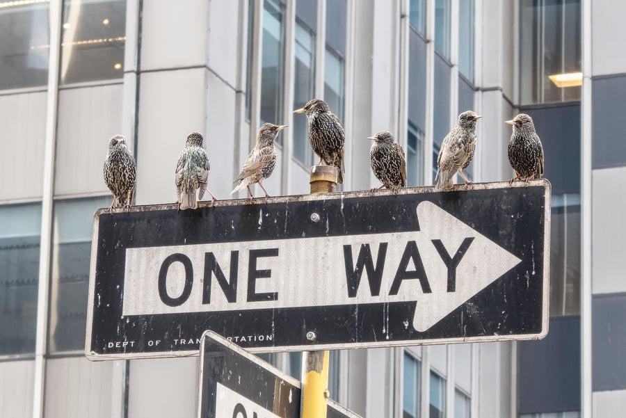 The Delight of Watching Birds on the Streets of New York | Scientific ...