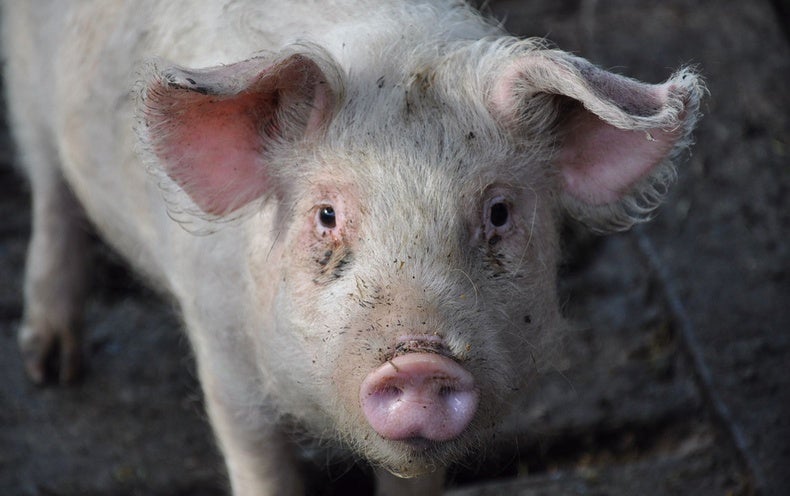 Superbug Resistant to Last-Resort Antibiotic Arises in China ...