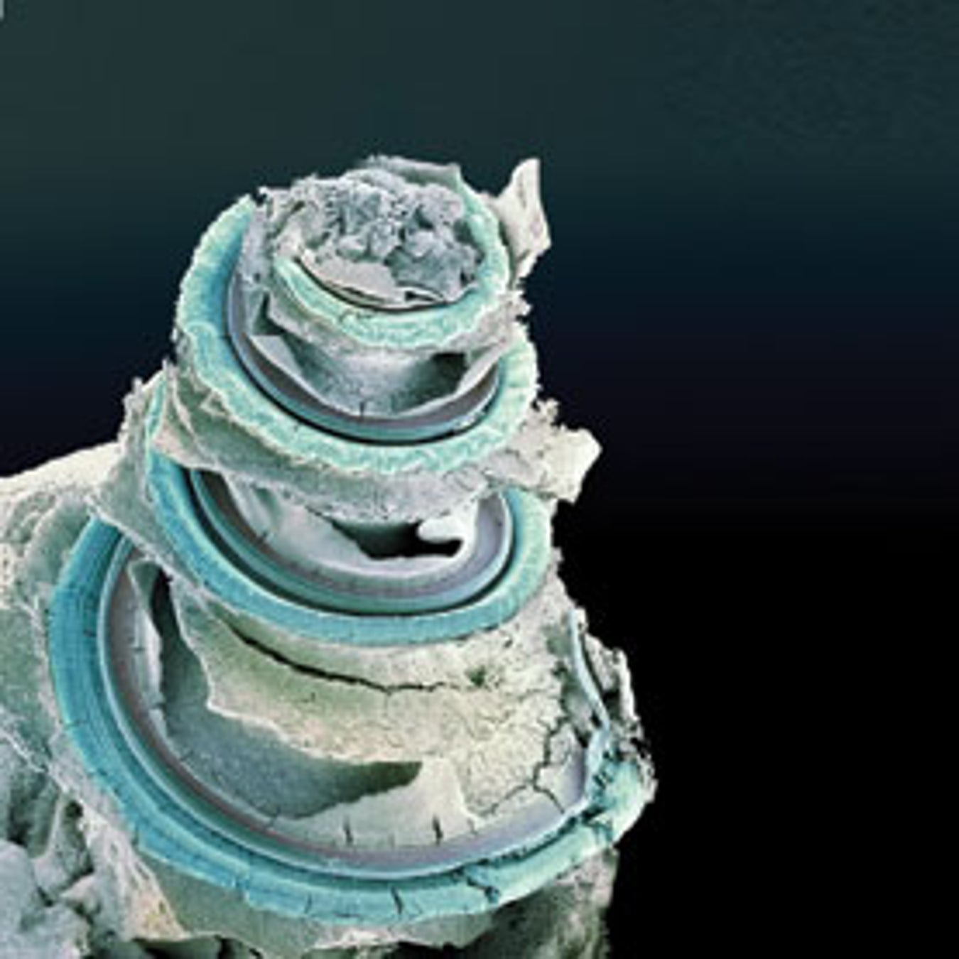 Inner Ear | Scientific American