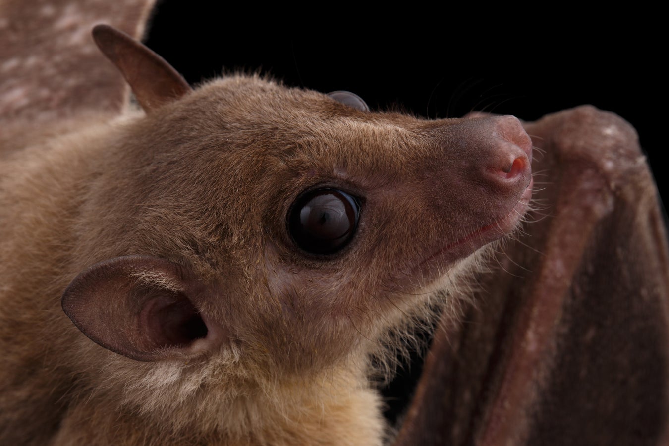How Baby Bats Develop Their Dialects | Scientific American