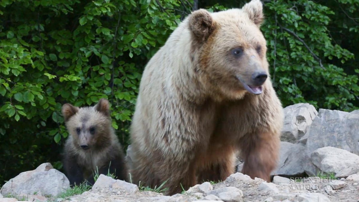 Damaged Bears Find Solace in Rehab | Scientific American