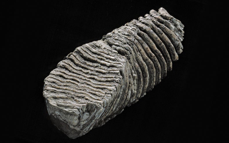 Resurrecting Ancient Beasts, a Mysterious Disease and Other New Science ...