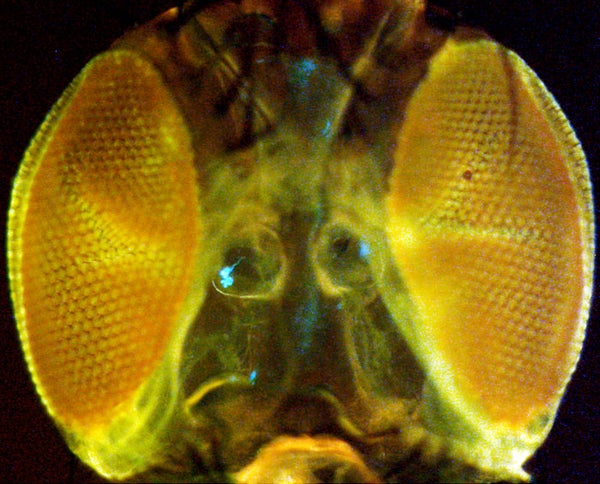 How Flies Beat the Heat | Scientific American