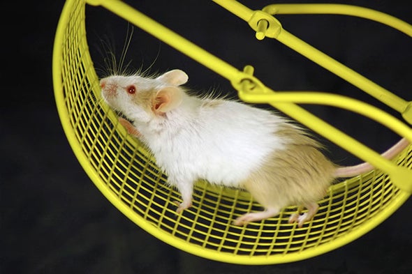 Flexible Spinal Implants Help Paralyzed Rats Walk Again - Scientific ...
