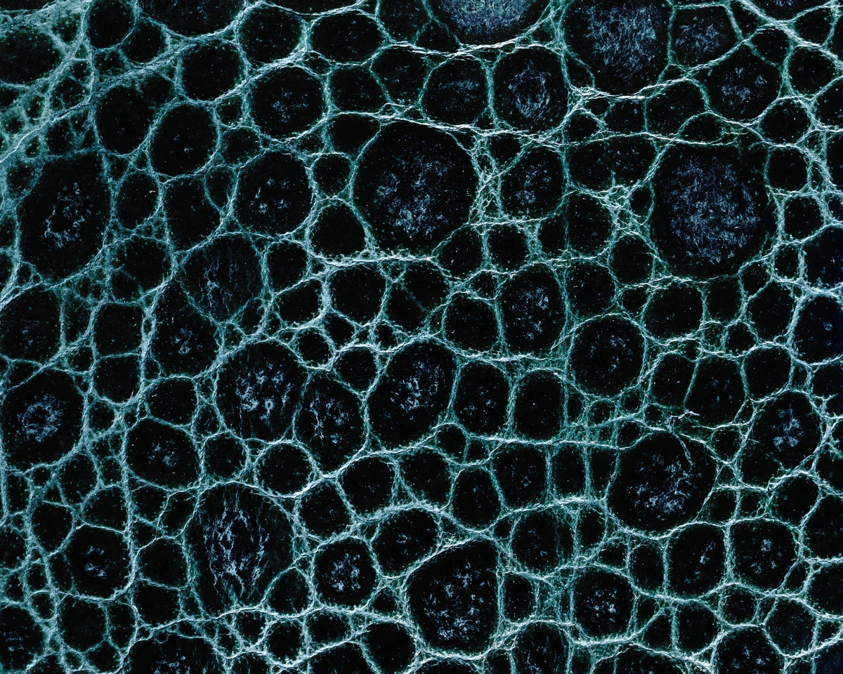 'Frog Skin' Cell Type Found in Mammal Mouths | Scientific American