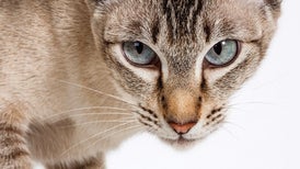 Stories by Juliet Clutton-Brock News and Research - Scientific American