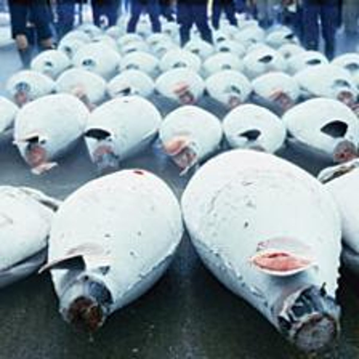 The Deadliest Catch: A Proposed Trade Ban Could Take Bluefin Tuna off ...