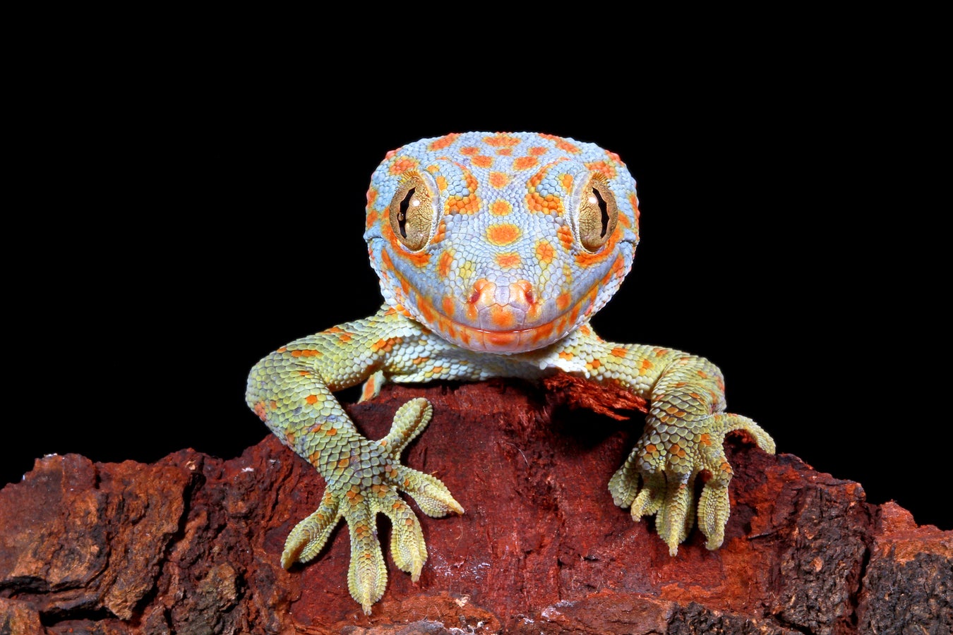 A Once Common Gecko Is Vanishing from Parts of Asia | Scientific American