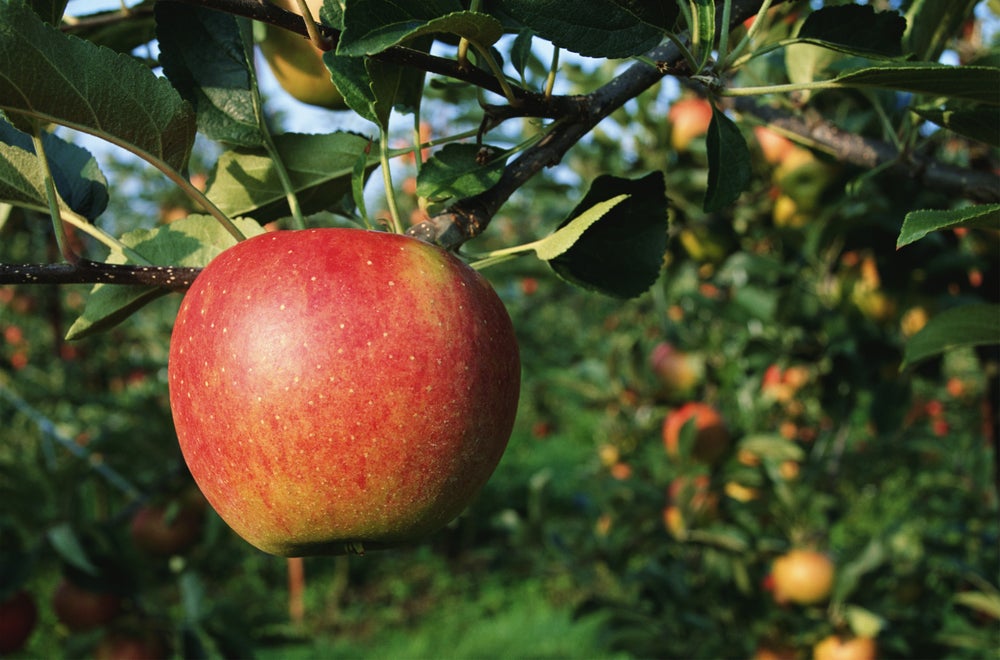 Urban Food Foraging Looks Fruitful | Scientific American