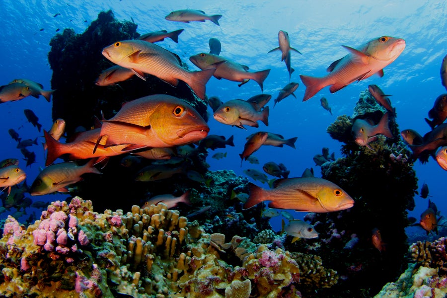 Despite Many Threats, Some Coral Reefs Are Thriving | Scientific American