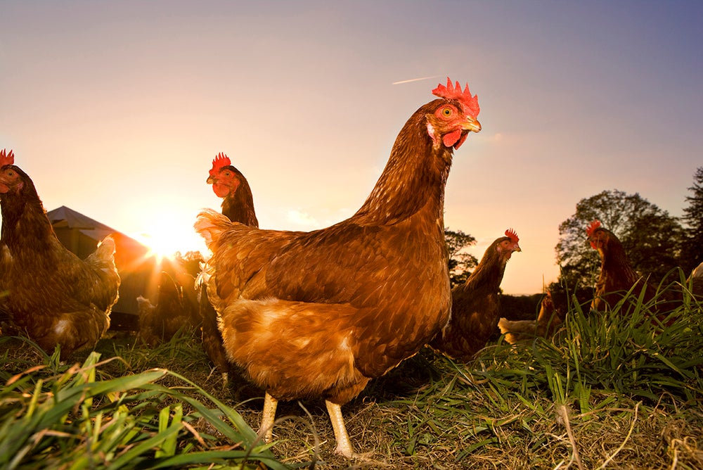 Scientists Are Monitoring West Nile Virus in Los Angeles Using Chickens ...