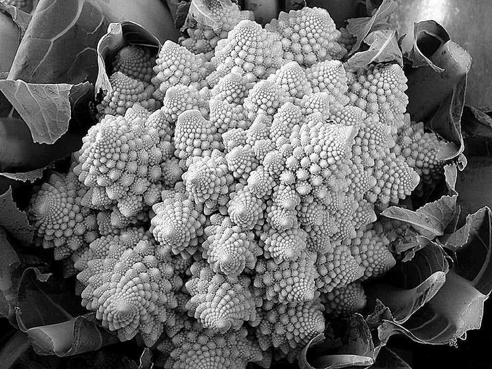 Fractal Shapes, STI Treatment and Prevention, and Other New Science ...