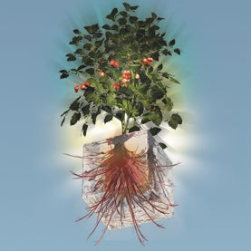 Microbes Help Grow Better Crops - Scientific American