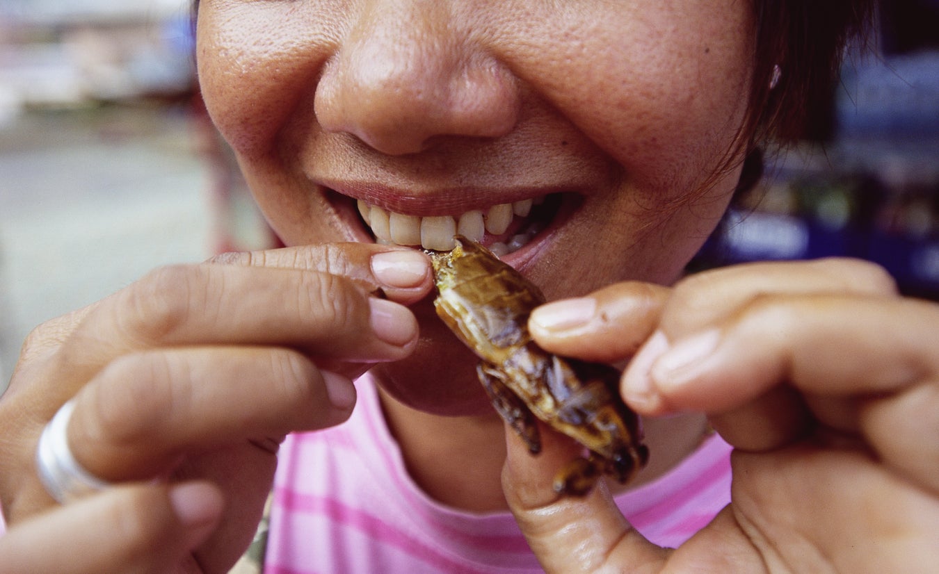Edible Bug Industry Hopes Crickets and Kin are the Next Sushi ...