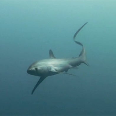 Sharks Whip Their Tails to Stun Prey [Video] - Scientific American