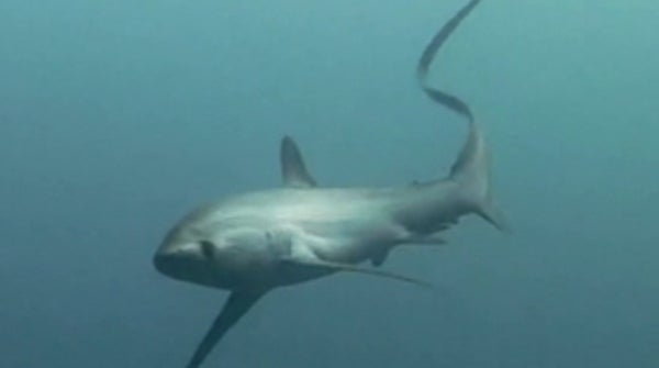 Sharks Whip Their Tails to Stun Prey [Video] - Scientific American