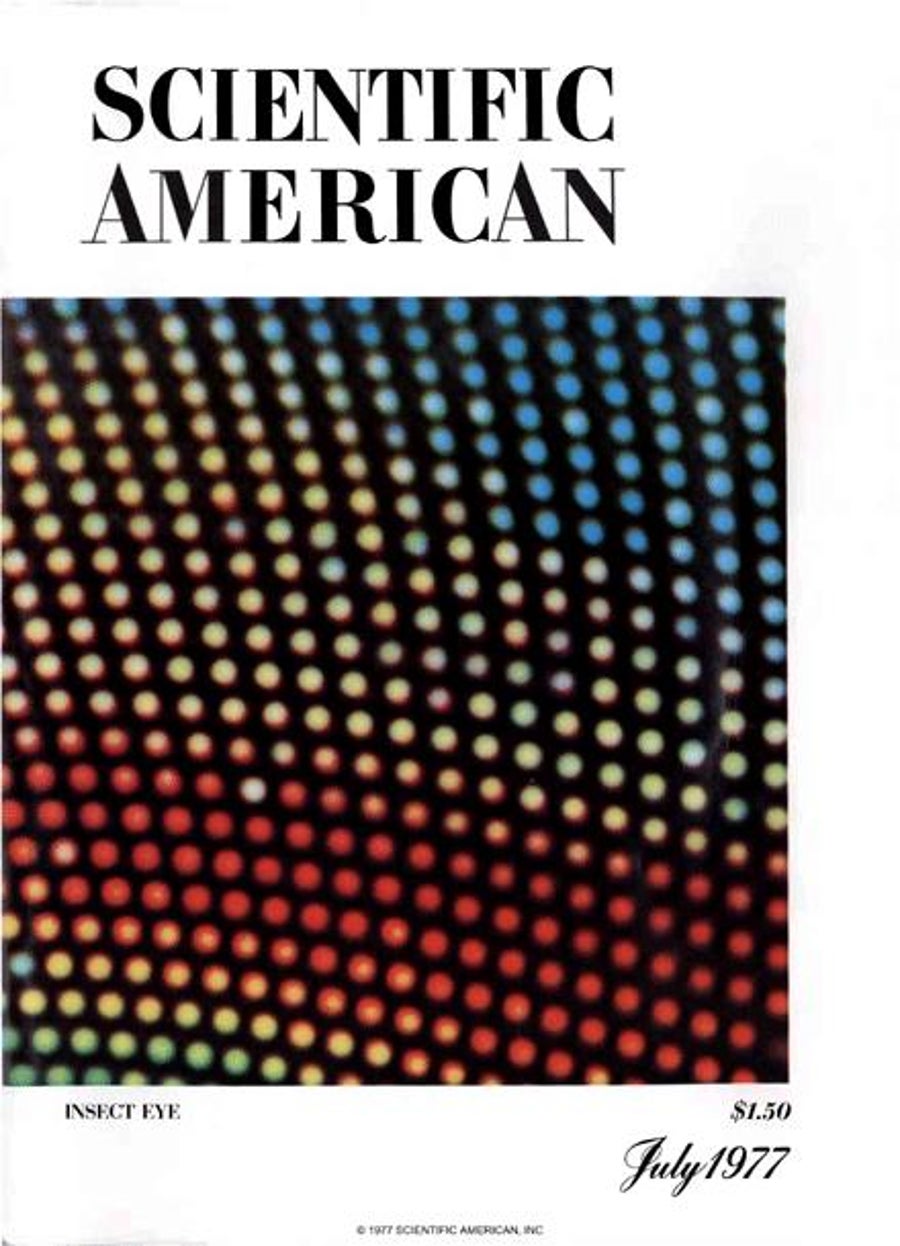 The Compound Eye of Insects | Scientific American
