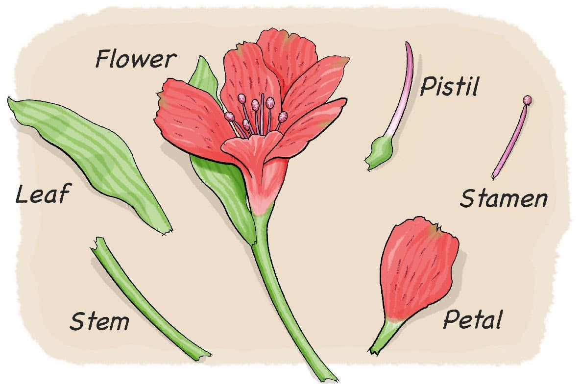 Dissect A Flower Scientific American Dissect A Flower Scientific American