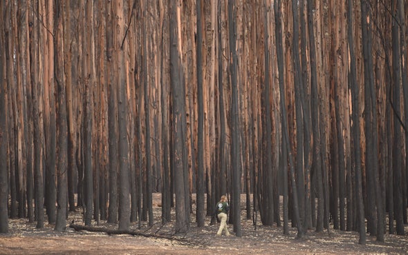 Catastrophic Australian Bushfires Derail Research - Scientific American