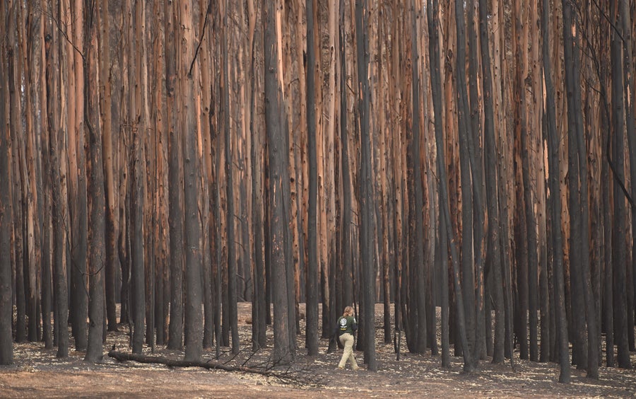 Catastrophic Australian Bushfires Derail Research | Scientific American